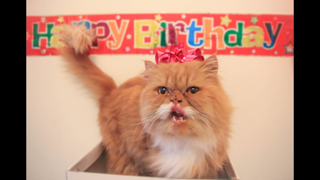 OKI THE MOUSTACHE CAT - HAPPY BIRTHDAY - YouTube