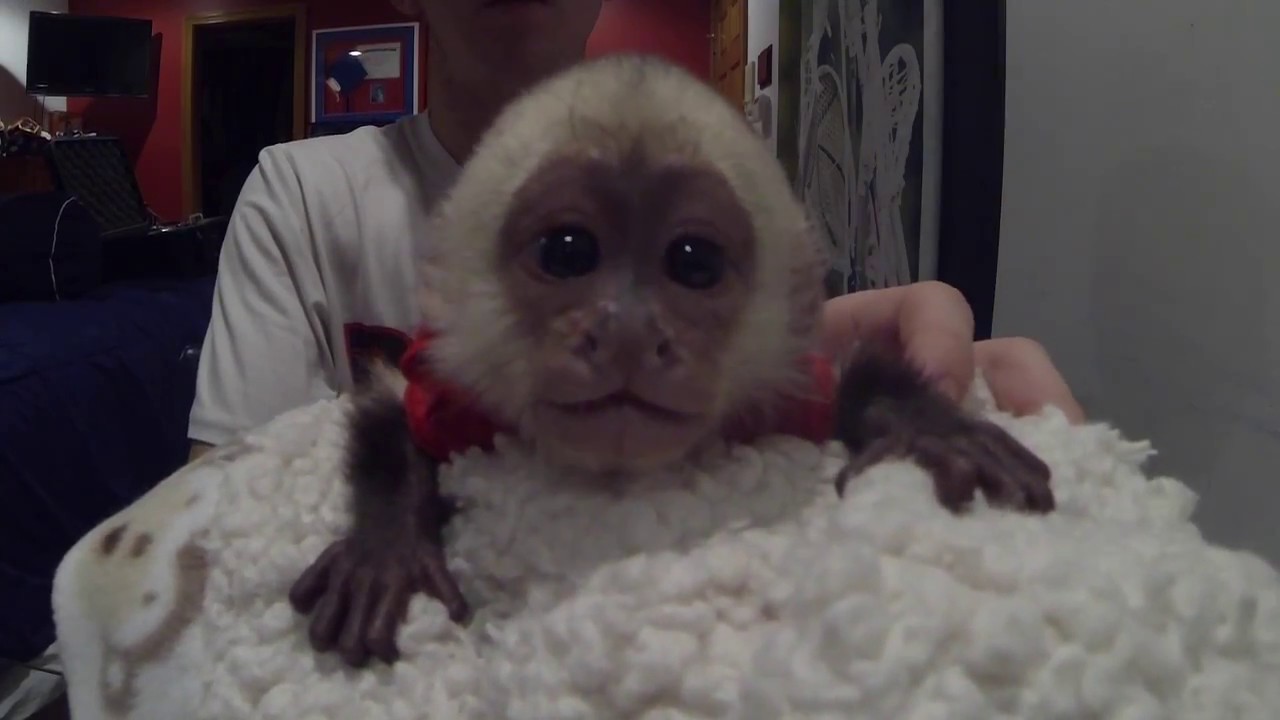 Baby capuchin monkey loves applesauce!! - YouTube