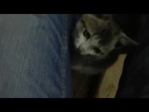 Farting on Bhili face | fart on cat face | भीली चेहरे पर भाग