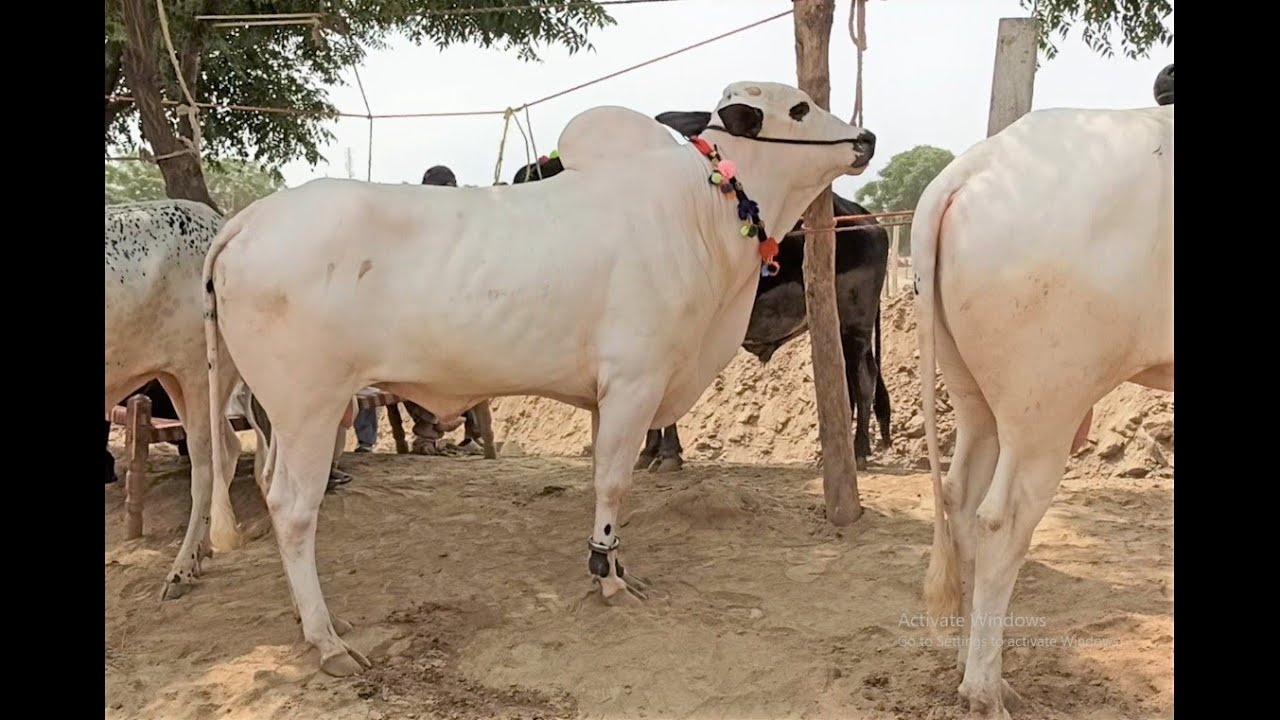 Gondal Mandi Update rates | 12-07-2021 || Dhani Bulls || Part 1 - YouTube