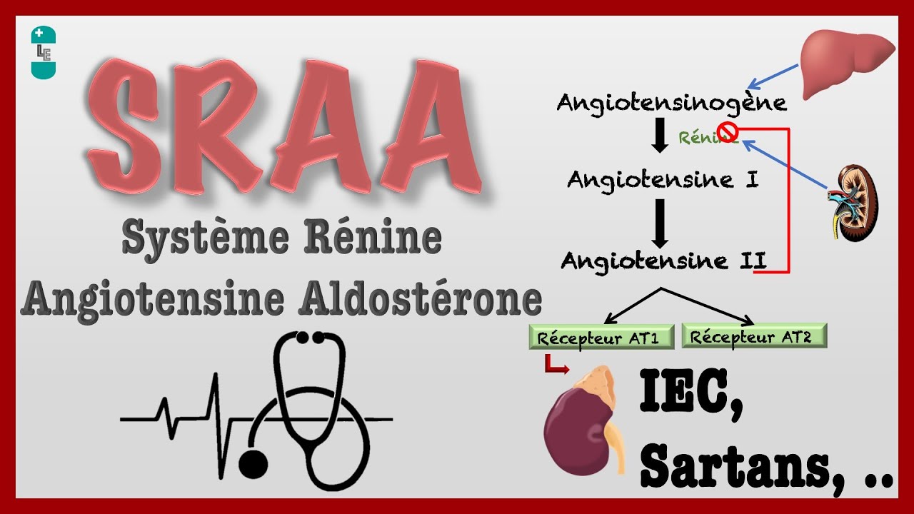 Système Rénine Angiotensine Aldostérone SRAA et ses bloqueurs : IEC ...