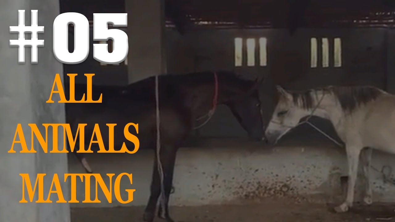 Best Animal Matings Long New Video Season 6, Dog, Pig, Goat, Turtles ...