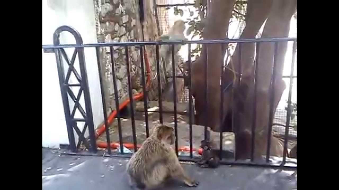 Apes mother and baby - YouTube