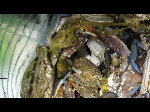Fresh Catch(CRABS) 🦀 - YouTube