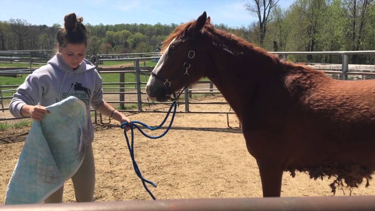 Extreme Mustang Makeover 2016- Week One - YouTube