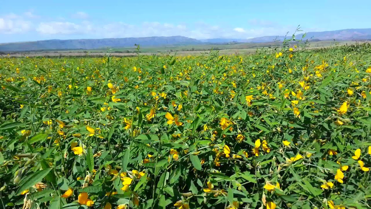 Tropical Sunn Hemp: Kauai, Hawaii - YouTube
