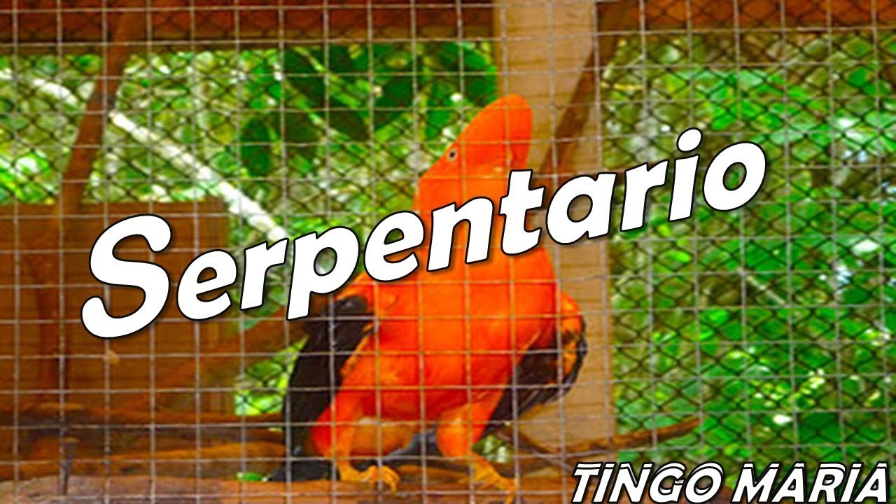Serpentario “Animal’s Paradise” Tingo María. - YouTube