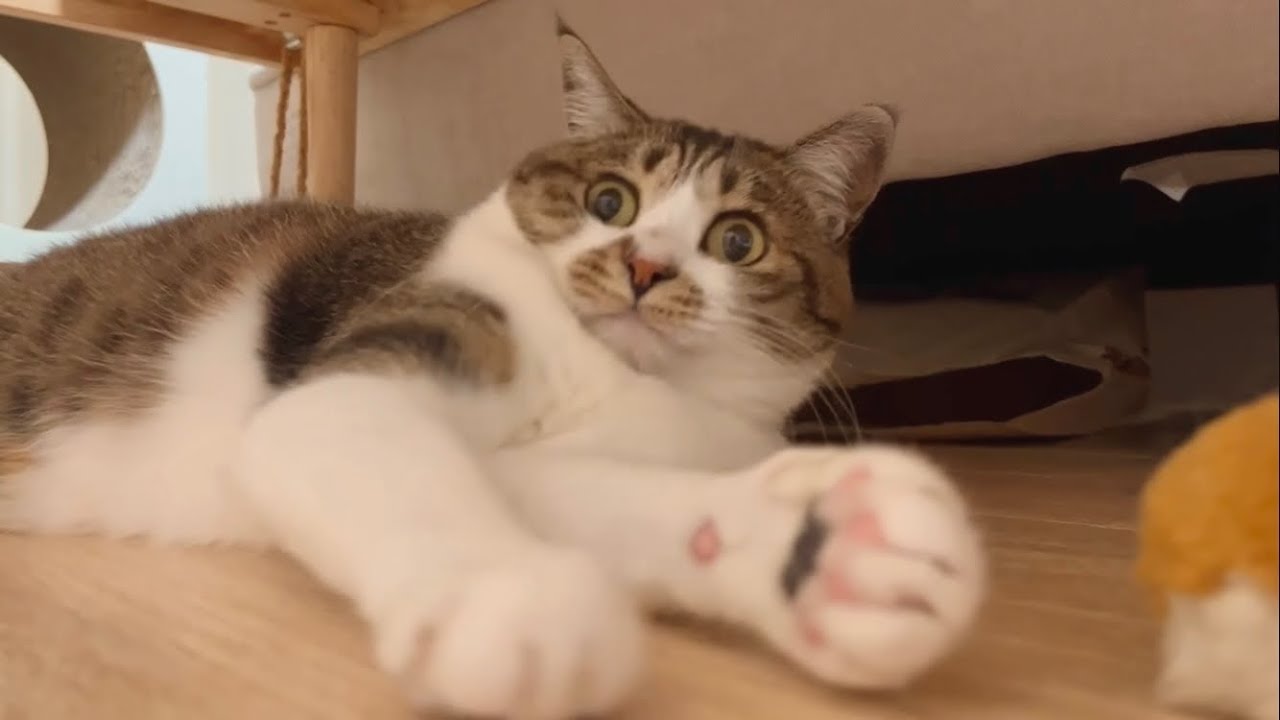 Cats are fickle creatures - YouTube