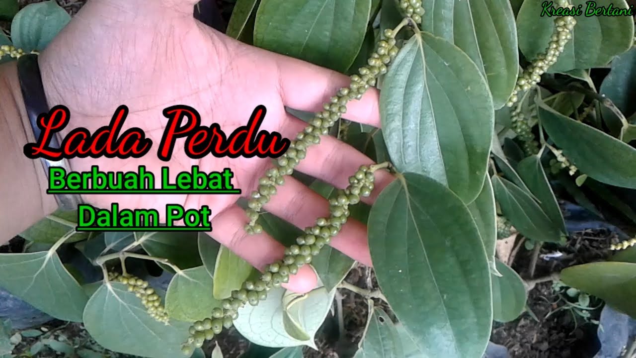 Lada Perdu Berbuah Lebat, Panen Merica Tanpa Memanjat - YouTube