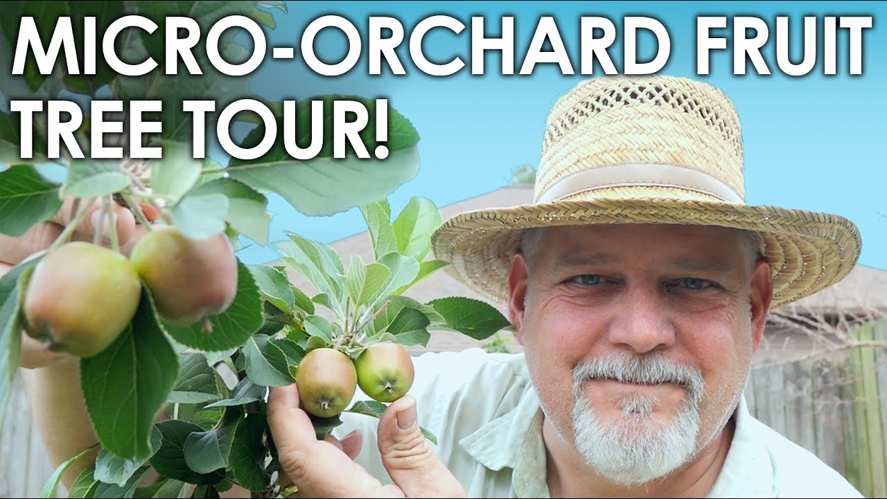 Micro-Orchard Fruit Tree TOUR, 3 Year Fruit Update || Black Gumbo - YouTube