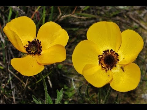 Ranunculus asiaticus L (Persian buttercup) - Cyprus - YouTube