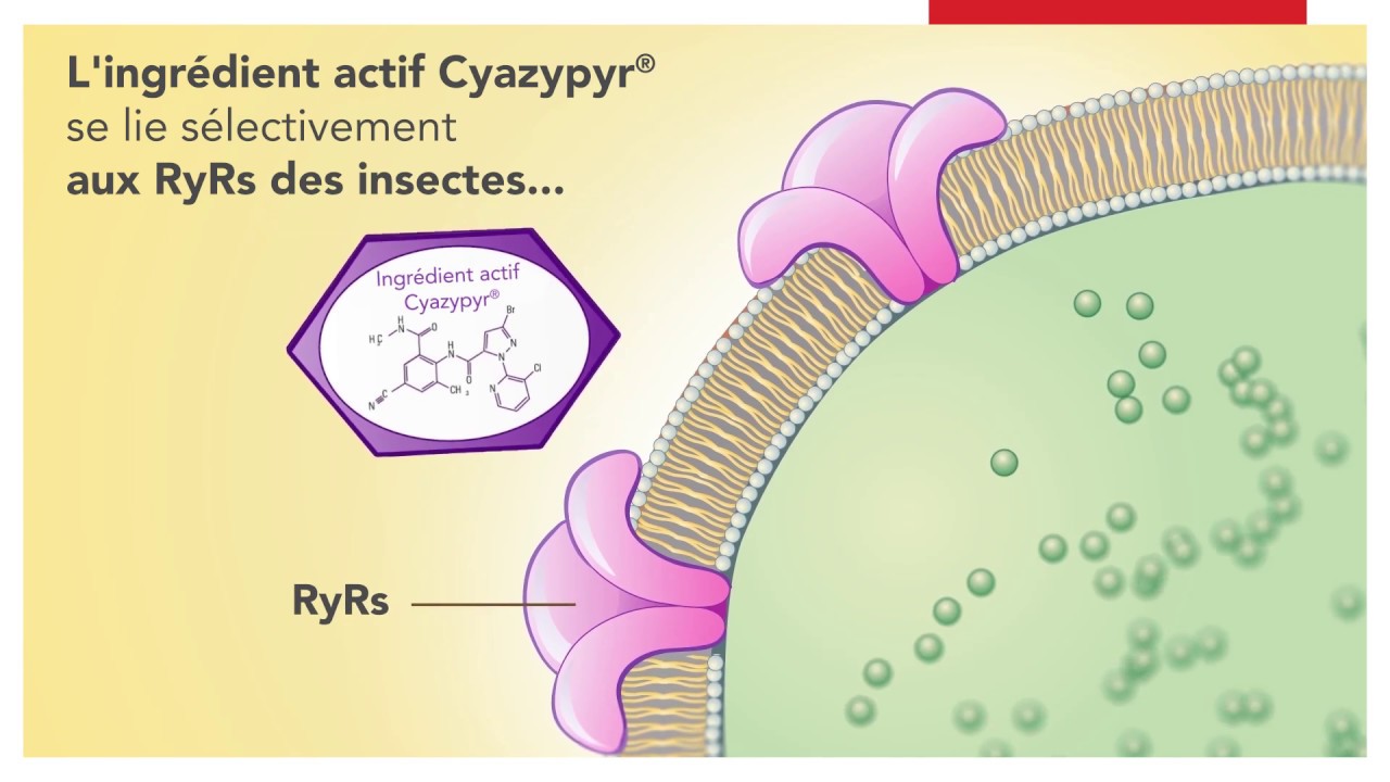 FMC : CYAZYPYR® / Mode d'action - YouTube
