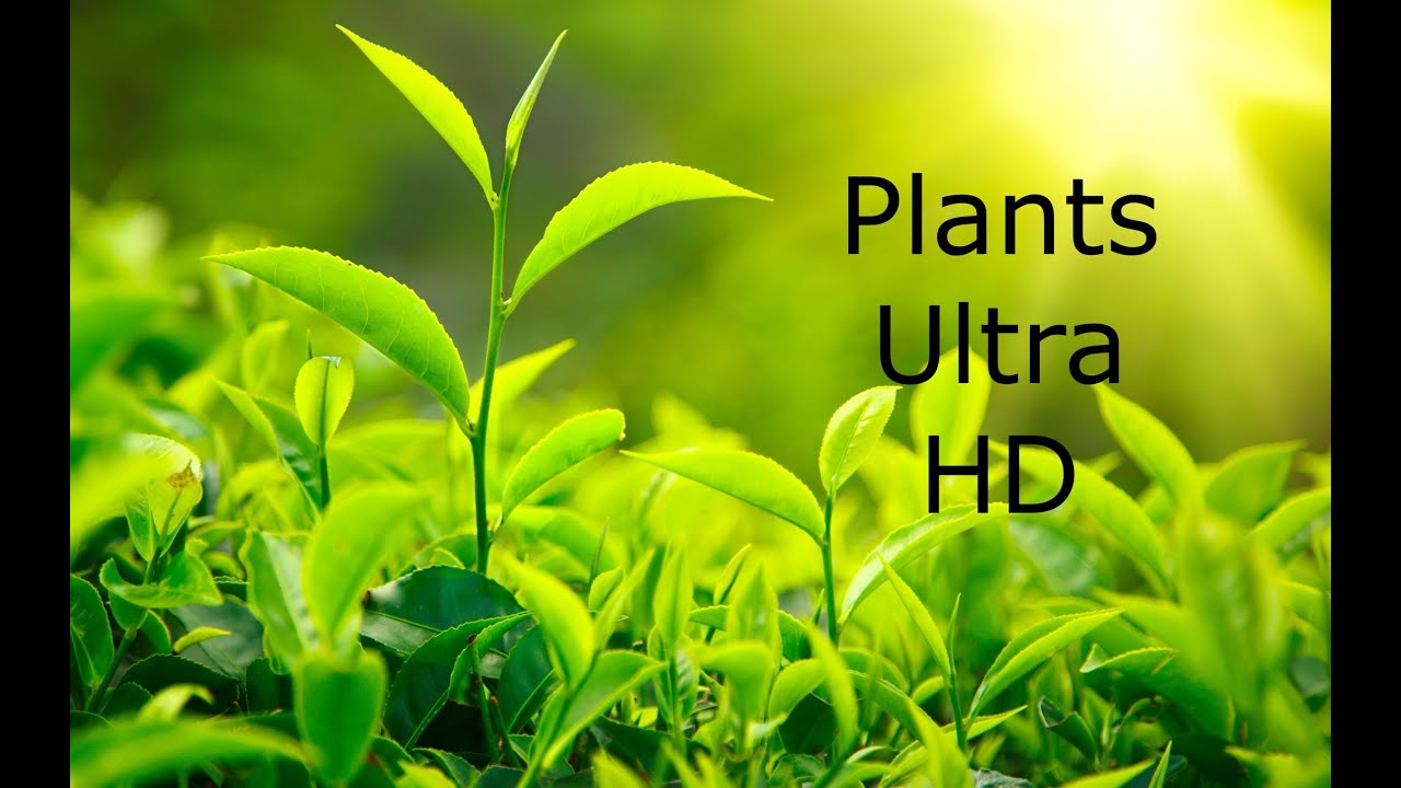 PLANTS ULTRA HD - YouTube