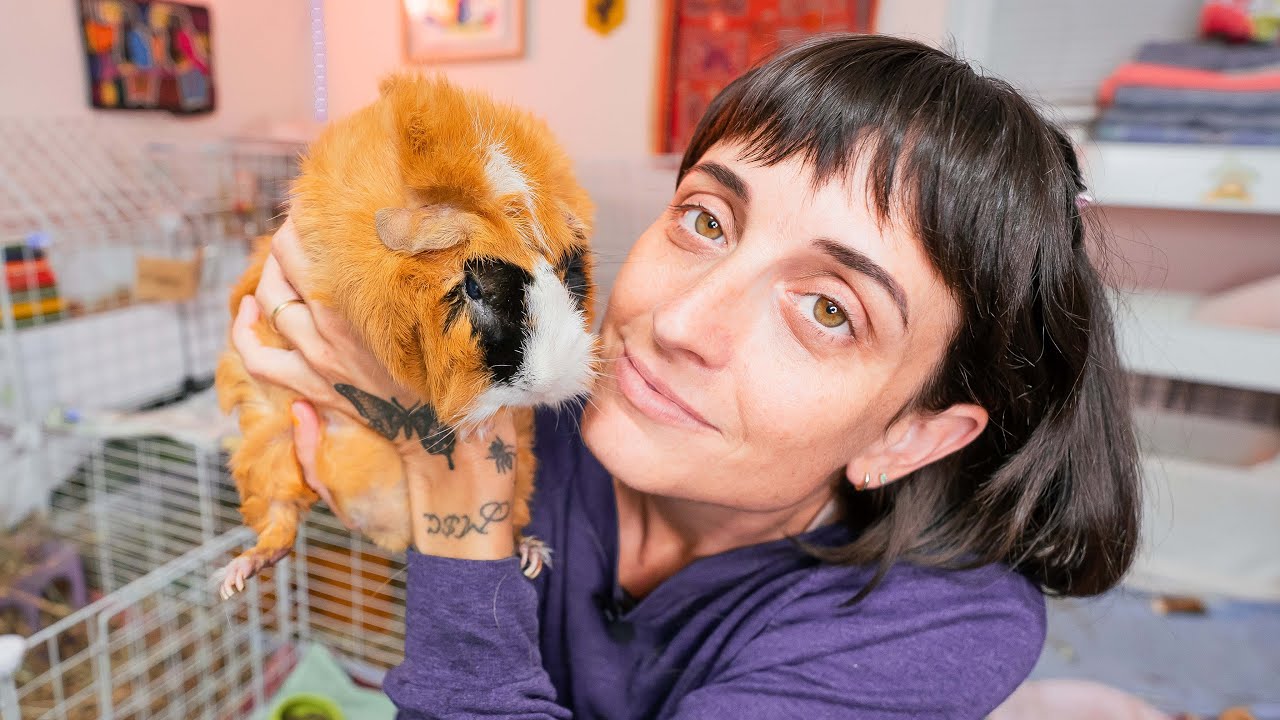 ONE BIG CAGE | Night Time Routine In Guinea Pig Jungle - YouTube
