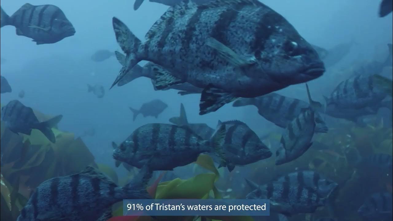 Sustainable fishing in Tristan da Cunha - YouTube
