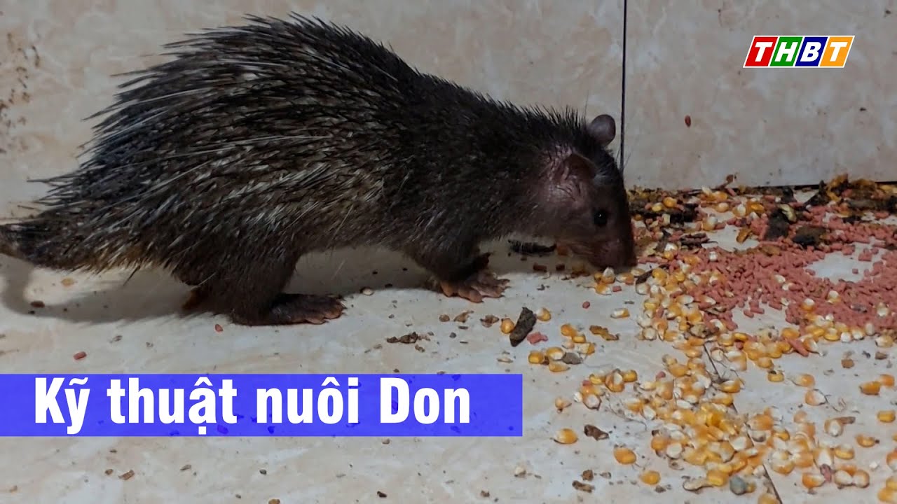 Tư vấn nông nghiệp: Kỹ thuật nuôi con Don - YouTube