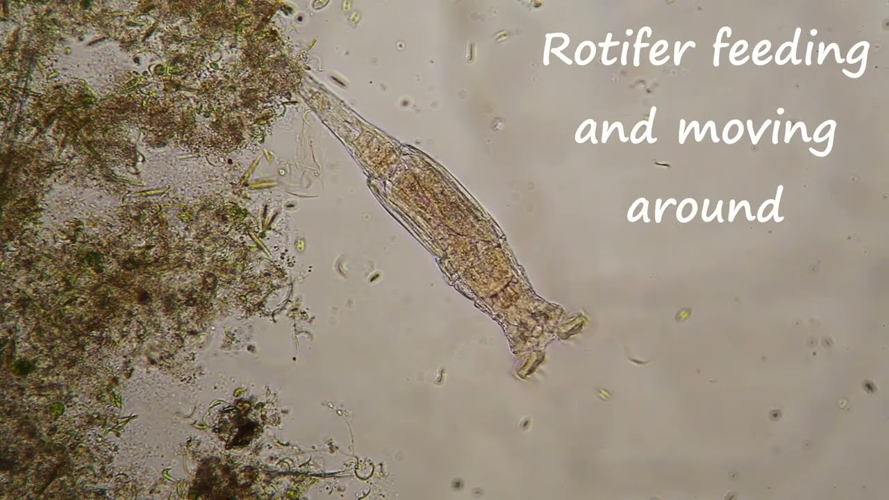 Rotifer feeding and moving around under my microscope. - YouTube