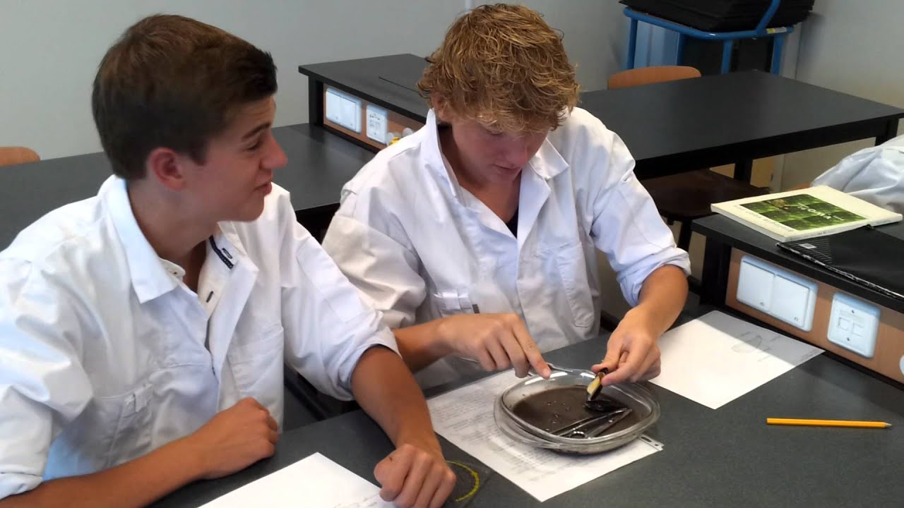 Mossels ontleden in de les biologie - YouTube