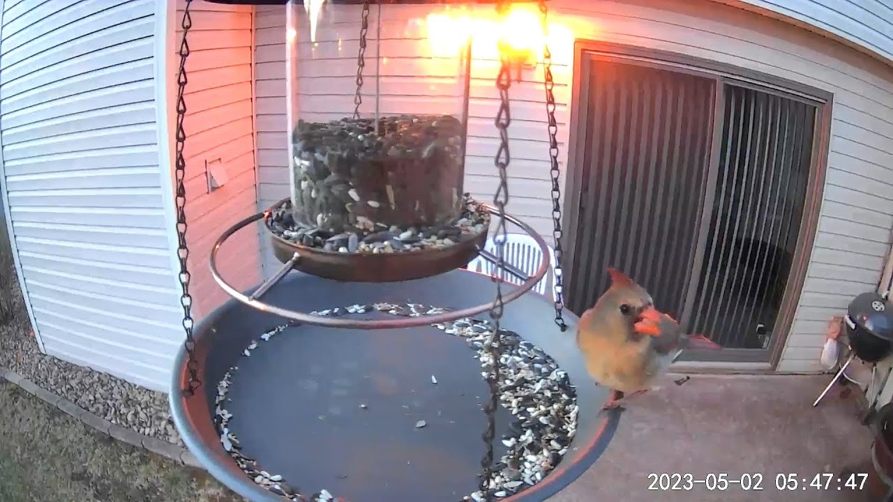 2023/05/02 - Female Cardinal caught rousing her feathers and is first ...