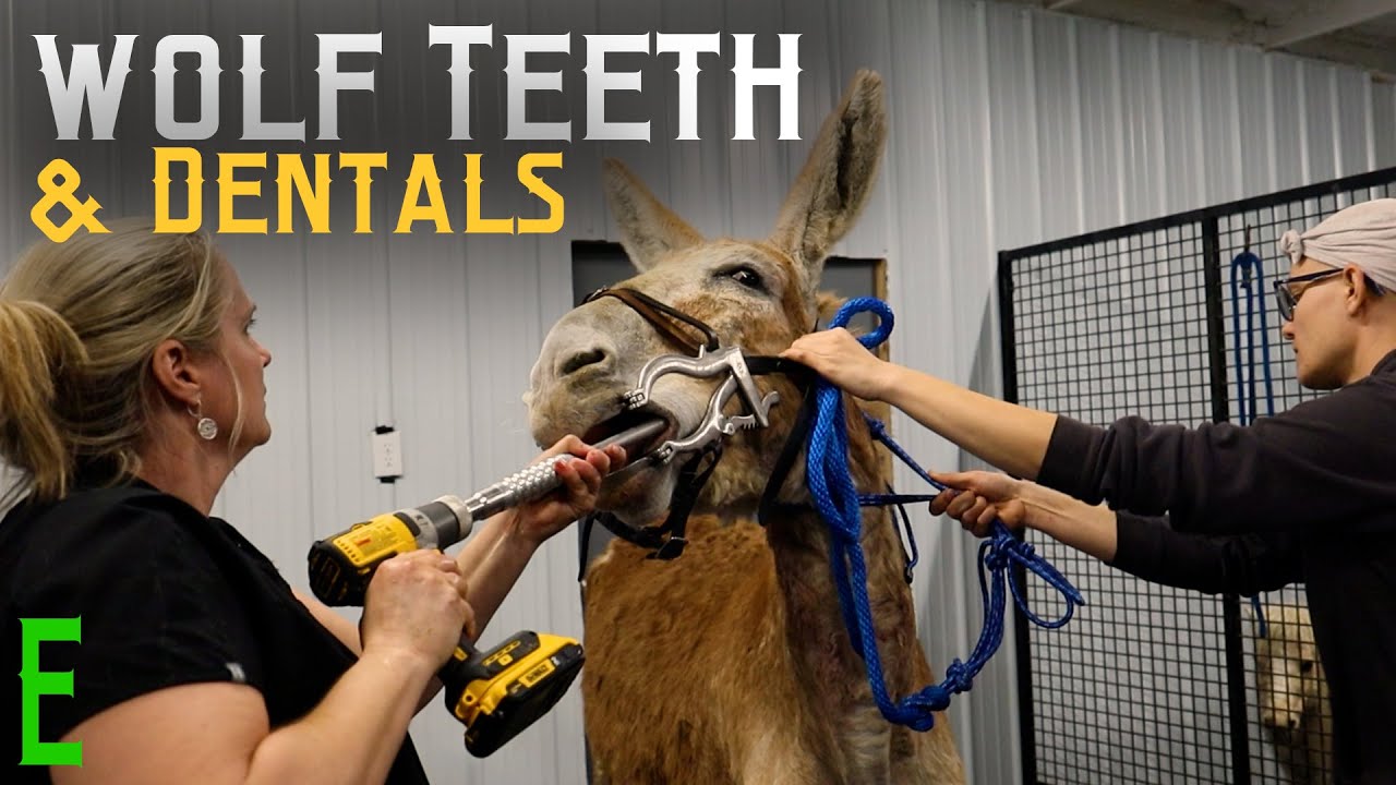 Wolf Teeth and Dentals - YouTube