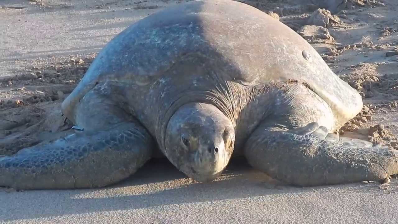 Beautiful Black Turtle - YouTube
