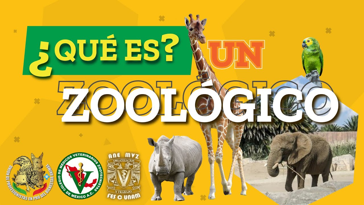 ¿QUÉ ES UN ZOOLÓGICO? - YouTube