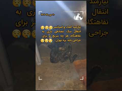 نیازمند کمک و اسپانسر😢😢 انتقال سگ تصادفی باری به نقاهتگاه، هر چه سریع تر برای جراحی باید بره تهران😢😢