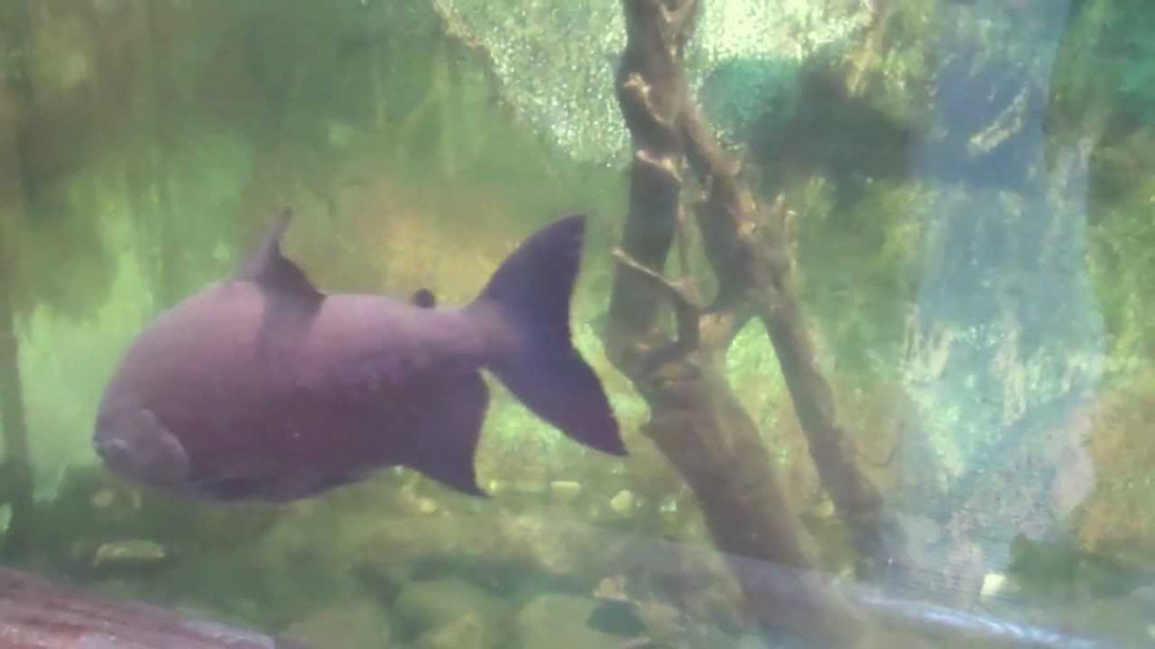 Tropical World, Roundhay Park, Leeds, West Yorkshire, UK - 17th October ...