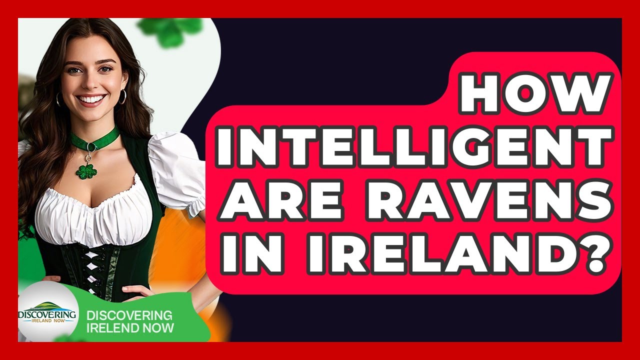 How Intelligent Are Ravens In Ireland? - Discovering Ireland Now - YouTube