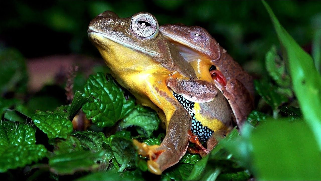 Twin-spotted Flying Frog: Fraser’s Hill: Malaysian Nature - YouTube