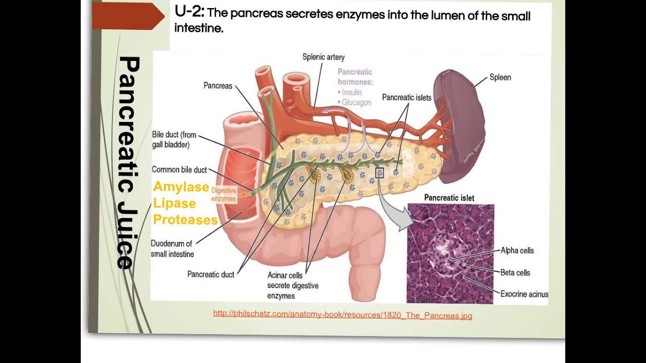 IBDP Biology Digestion and Absorption chap 6-1 - YouTube