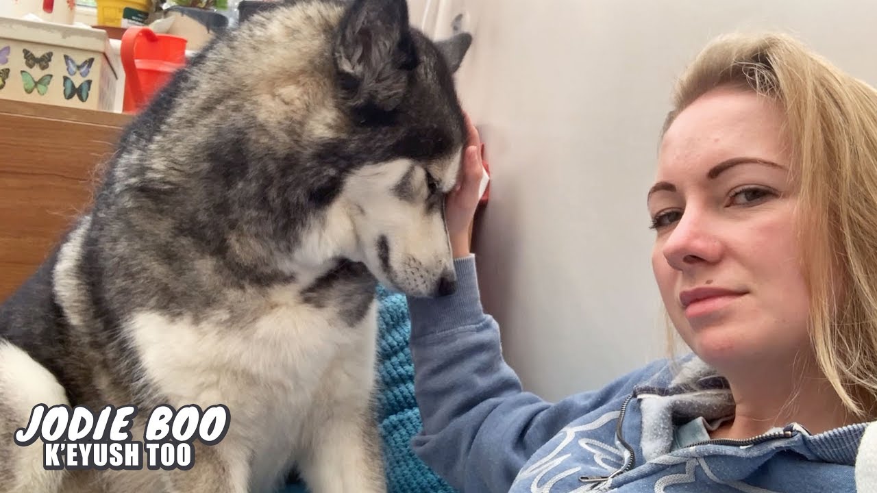 What The Morning With My Husky Looks Like - YouTube