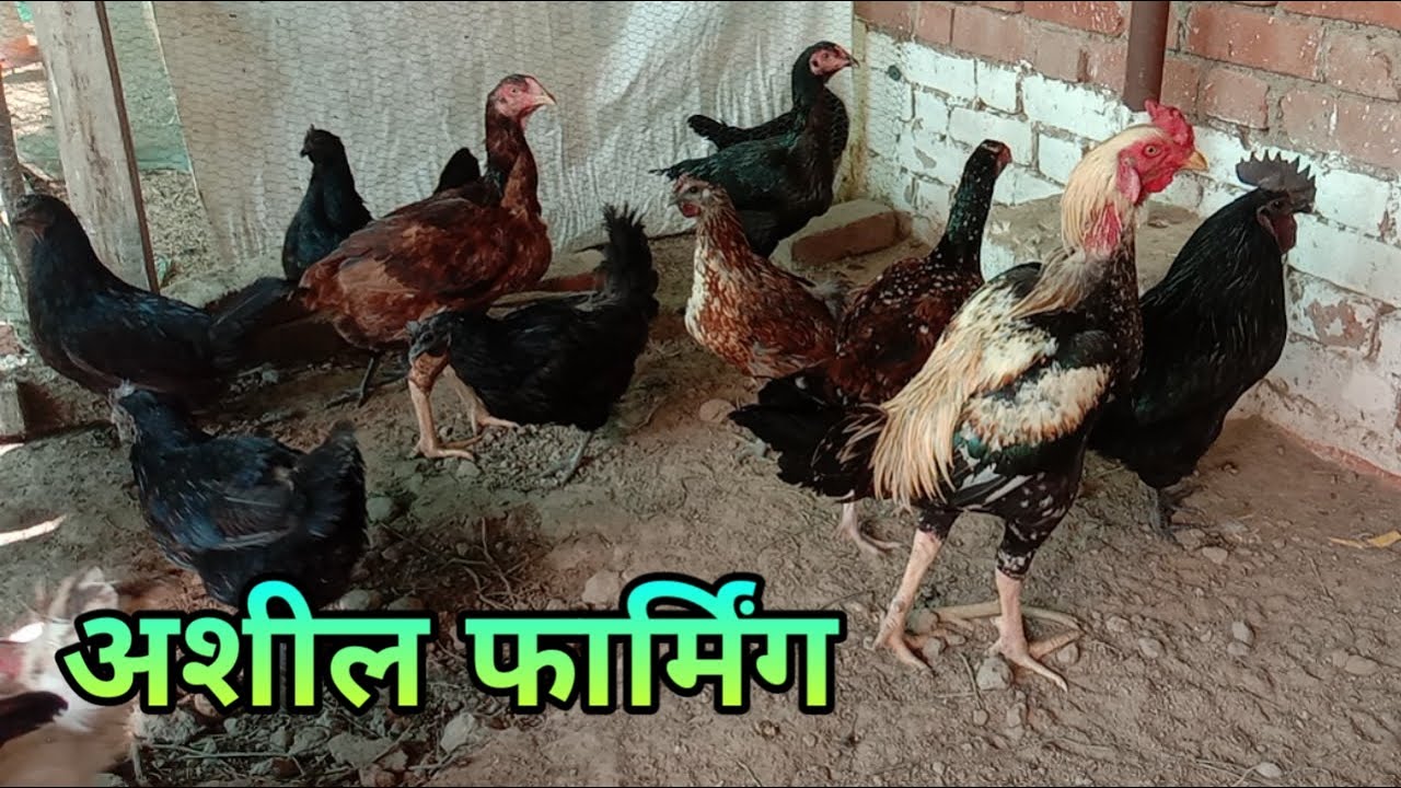 असील मुर्गी पालन | Asil bird farming | aseel murgi palan kaise Karen ...