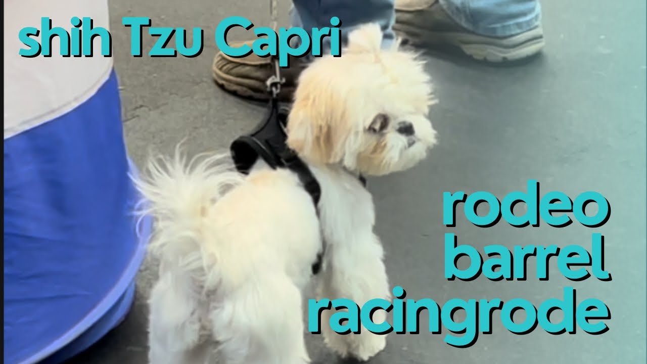 Adorable Shih Tzu doing dog rodeo barrel racing class 1 - YouTube