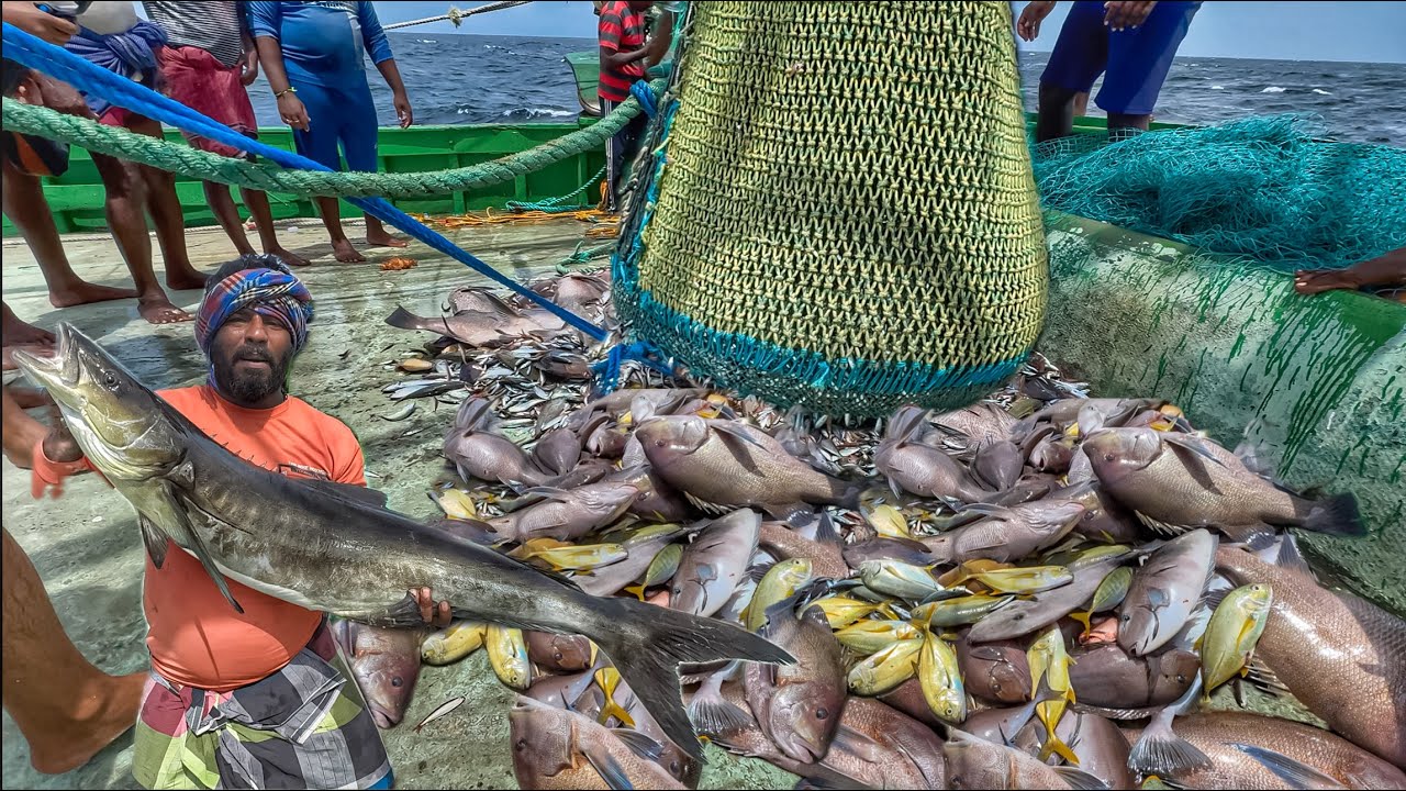 GREAT FISHING DAY! 🐟 lot of Kuruvalai & King Fish Catch + Emperor Fish ...