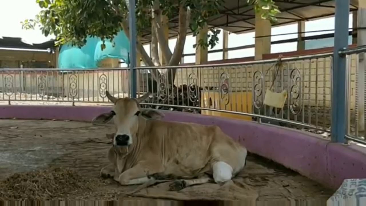 How to support a cow and make her stand - YouTube
