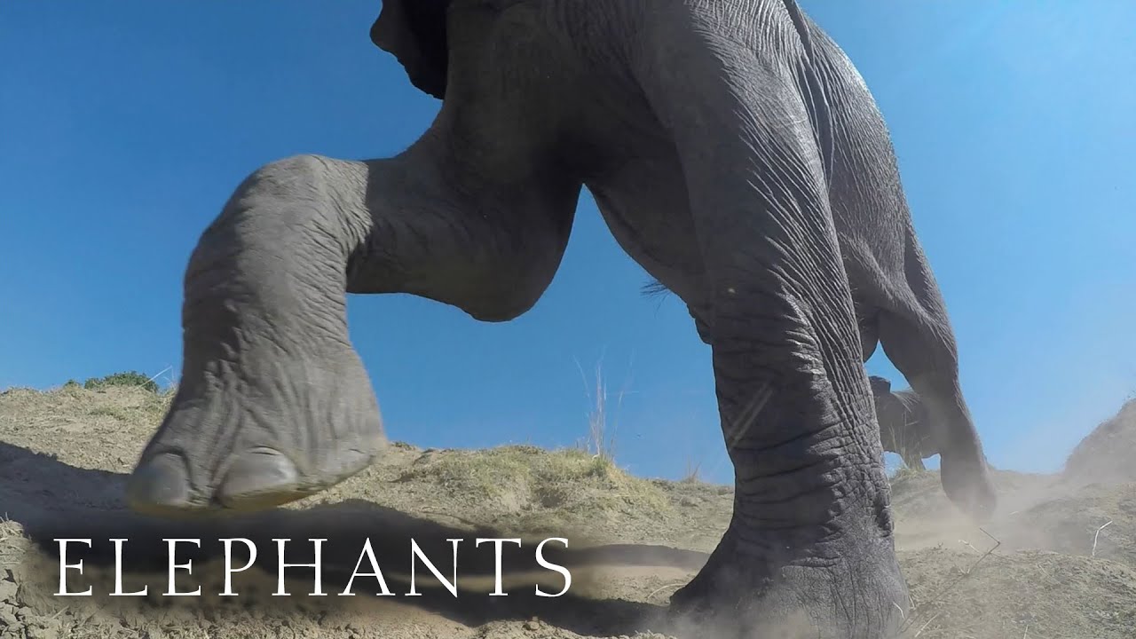 Elephant nearly squashed my new GoPro hero - Afrika Reisen - YouTube