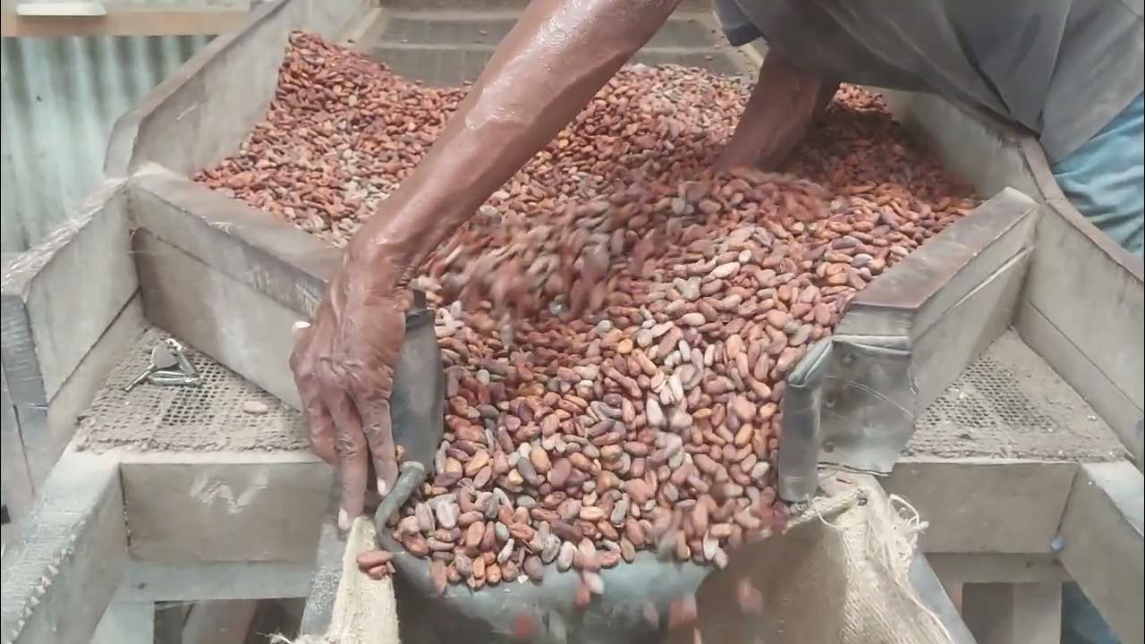 cocoa beans sorting - YouTube