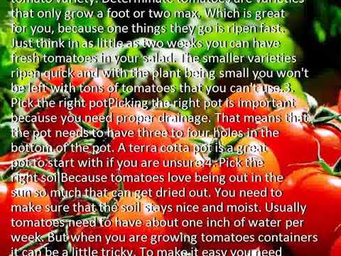 5 Steps to Stop Weeding Tomato Plants Forever   Tomatoes Containers Heaven