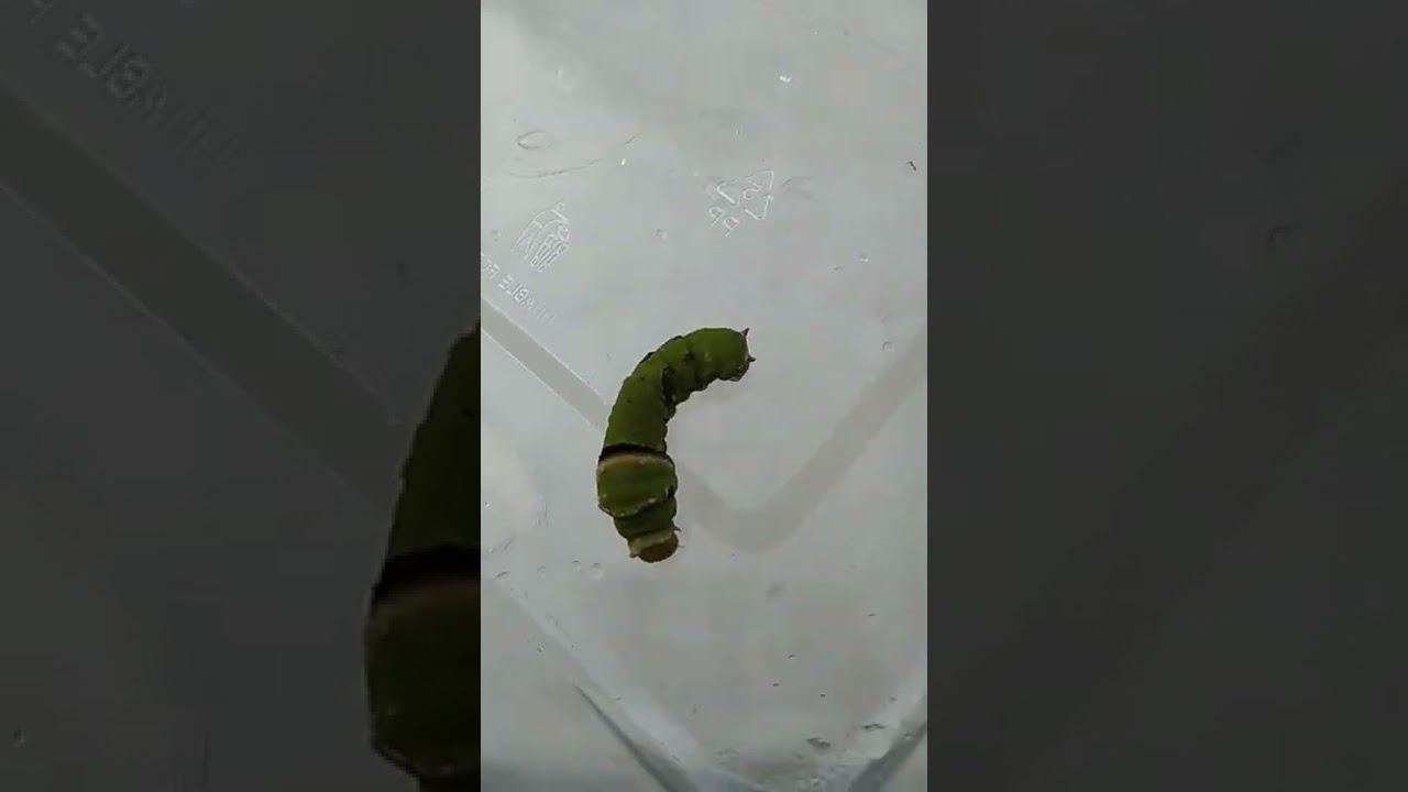 ulet keket - YouTube