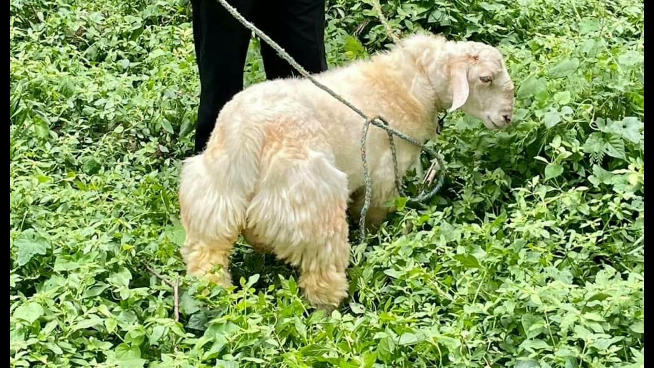 bannur sheep 🐑 - YouTube