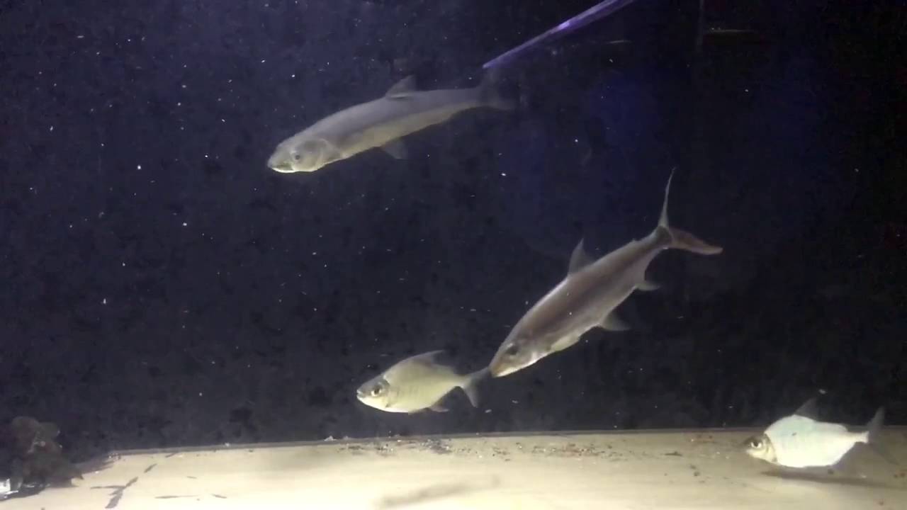 Yellow cheek carp, Goliath tiger fish and sheep pacu - YouTube