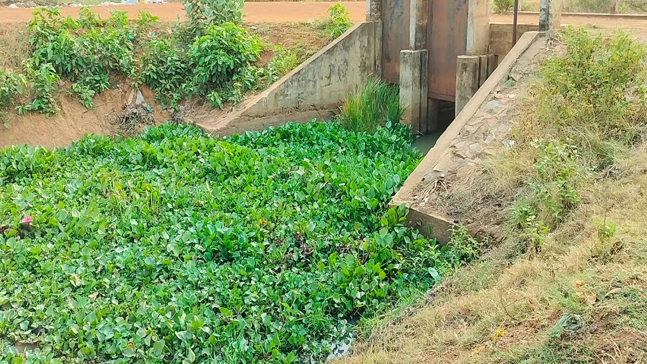 Massive Clogged On Huge Water Gate | Re-Clog Again By Floating Plants ...
