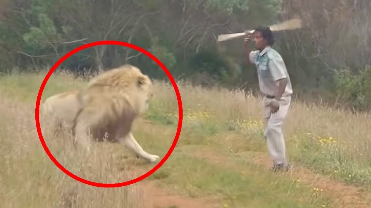 5 Scary Lion Encounters You Shouldn't Click On - YouTube