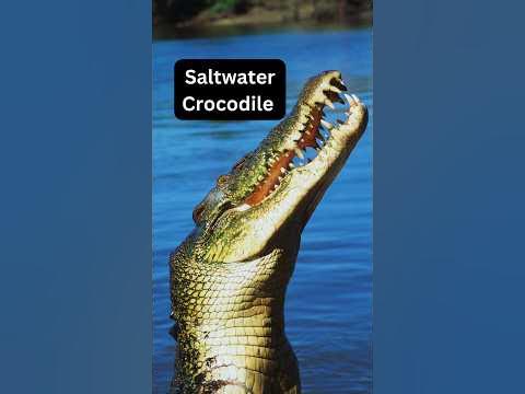 Saltwater Crocodiles: Apex Predators of the Wild" 🌎 #shorts #Top one ...