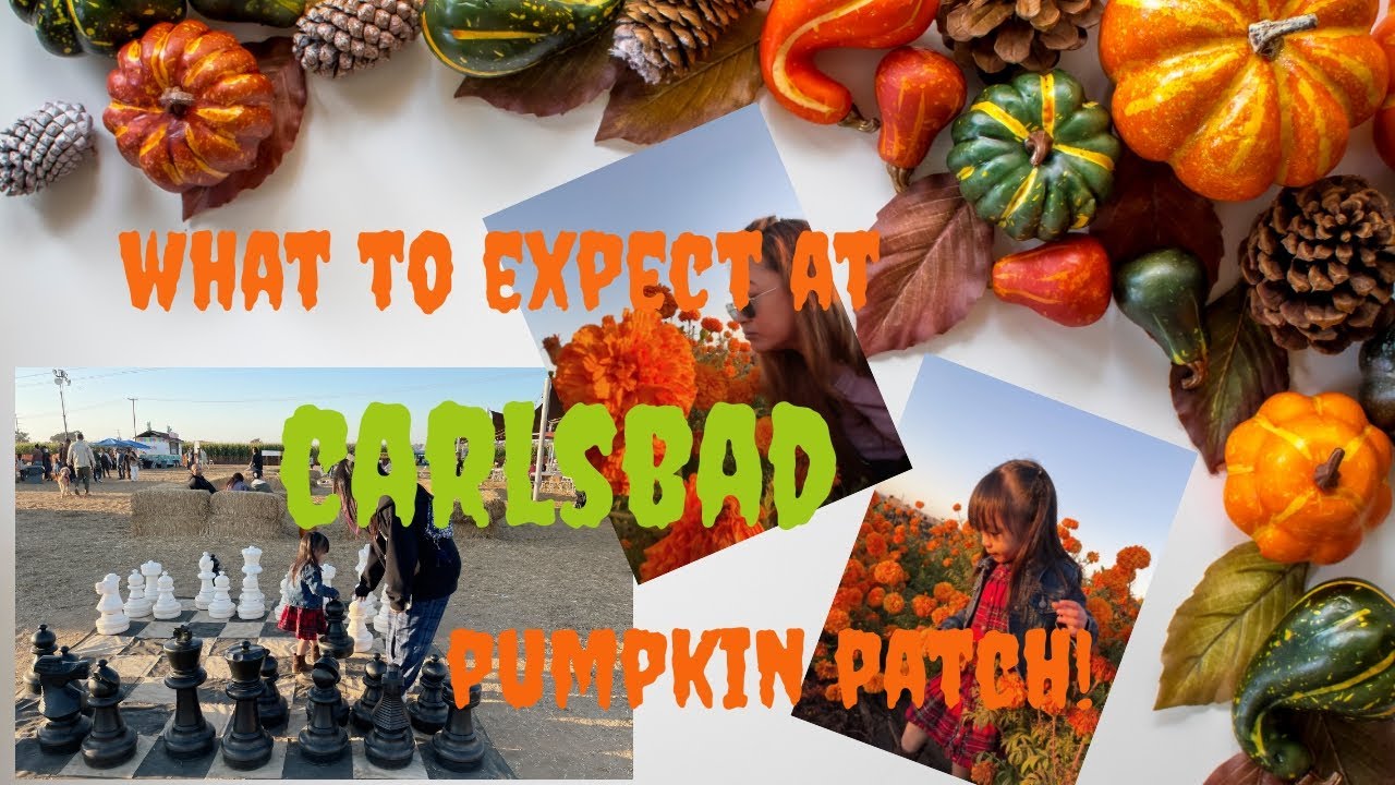 what to expect at carlsbad pumpkin patch? - YouTube
