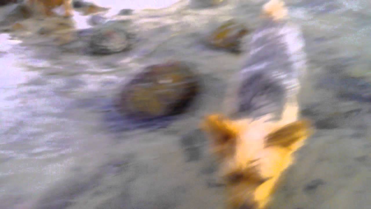 Coco & Tango Swim Day 1 - YouTube