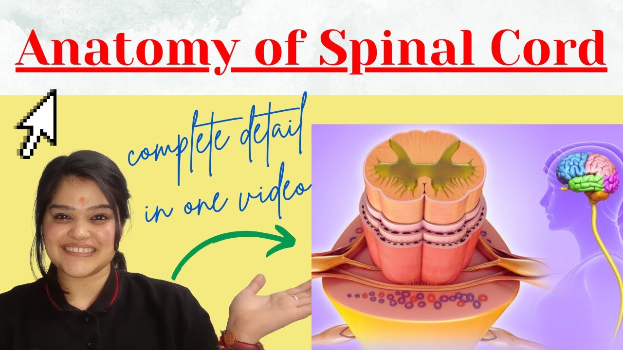 Spinal cord anatomy MBBS in detail with notes || BD Chaurasia || - YouTube