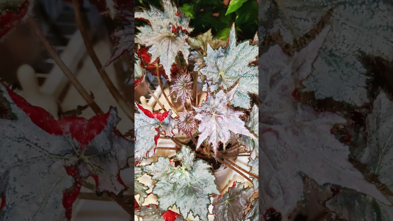 обзор бегонии Sierra Silver Mist#бегонии#plants #begonia - YouTube