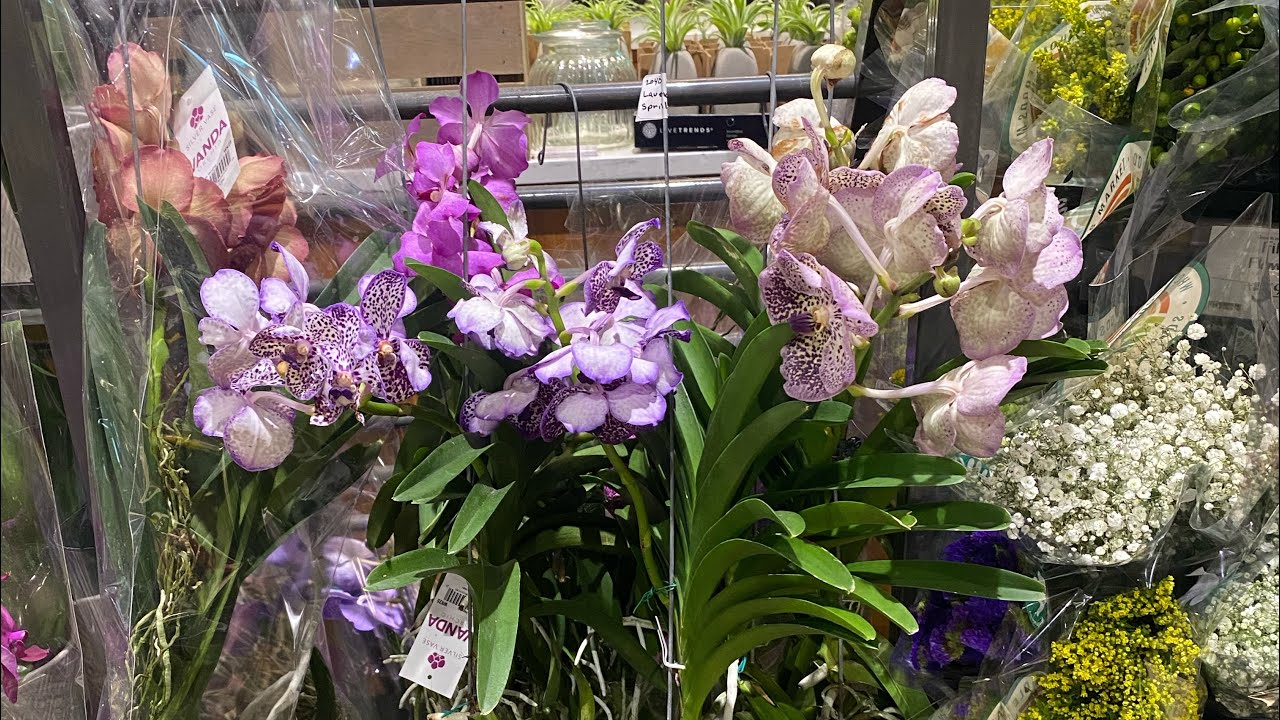 Orchid display idea & Vanda updates - YouTube